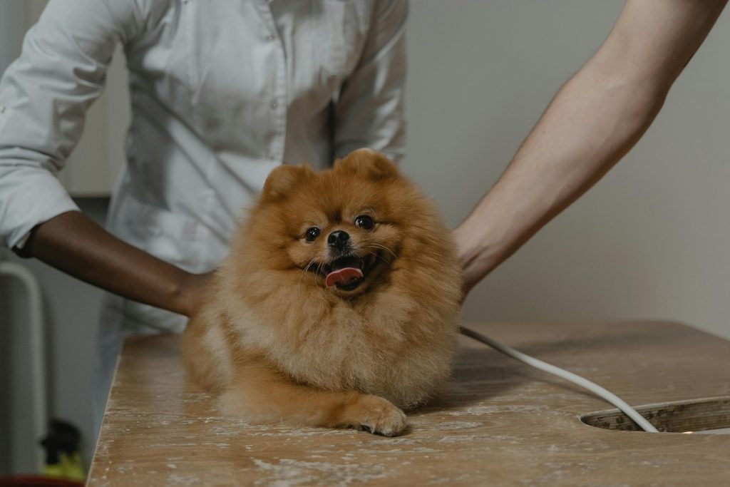 Parvo Poop Smell: What Pet Parents Need to Know - My Veterinarian Directory