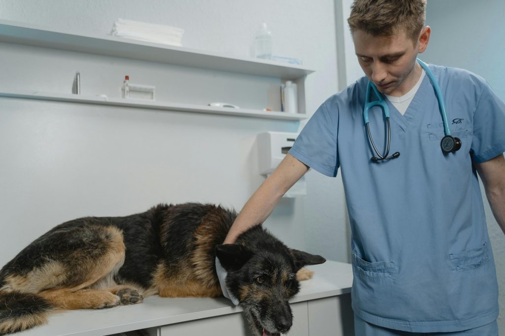 5 Stages of Parvo in Dogs: What Pet Parents Should Know - My ...